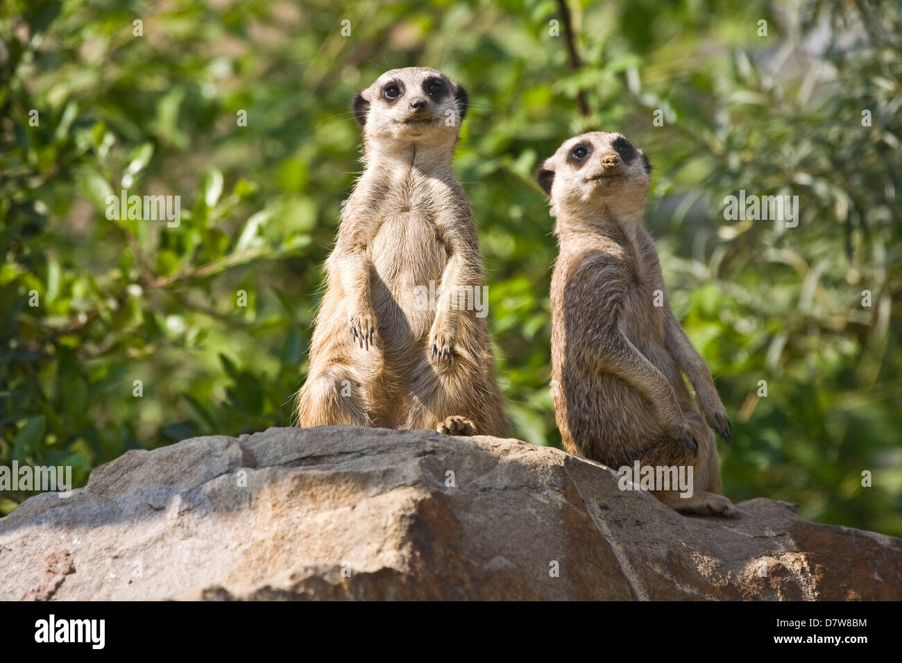 Suricats hi-res stock photography and images - Alamy
