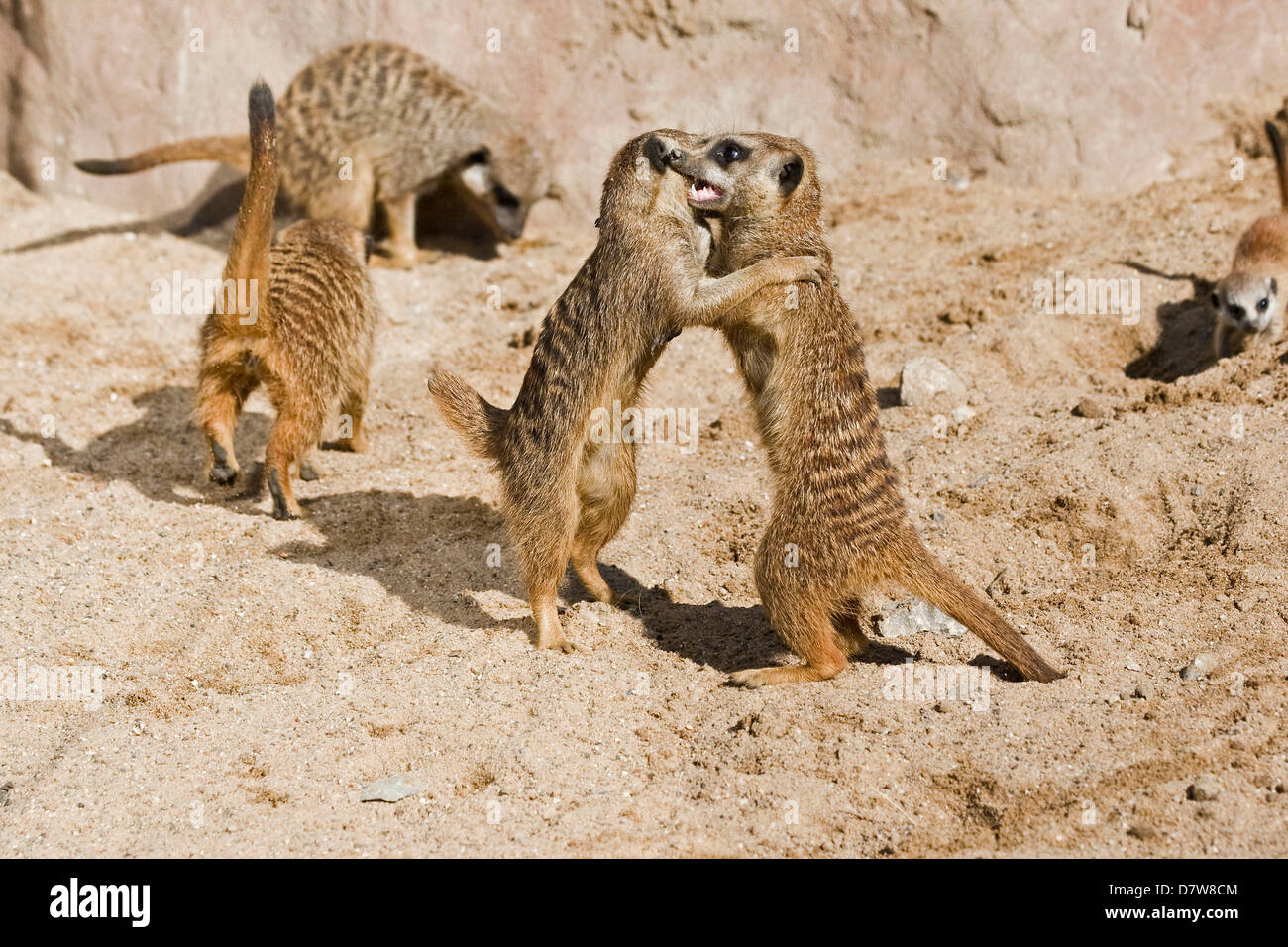 Suricats hi-res stock photography and images - Alamy