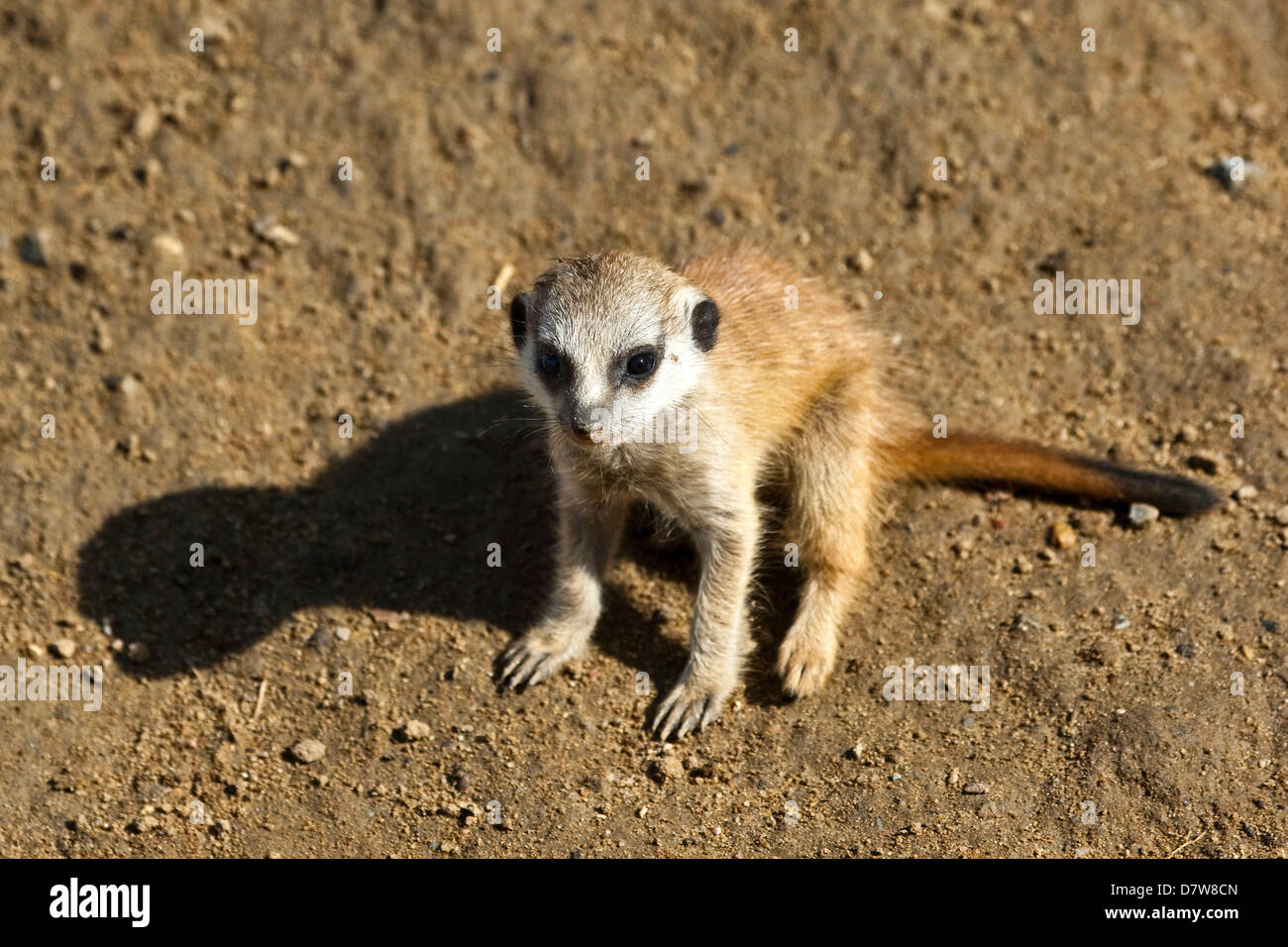 Suricats hi-res stock photography and images - Alamy