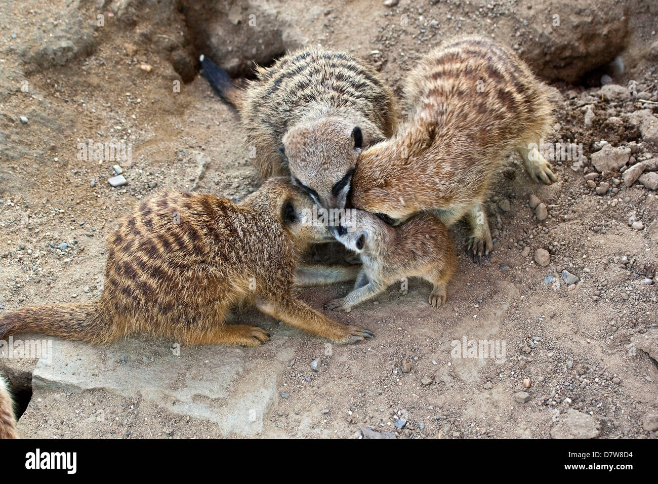 Suricat group hi-res stock photography and images - Alamy