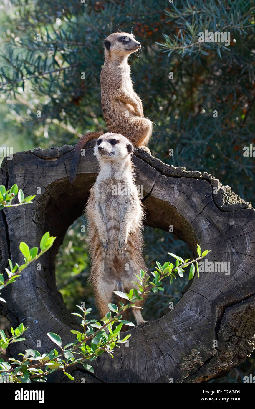 Suricats hi-res stock photography and images - Alamy