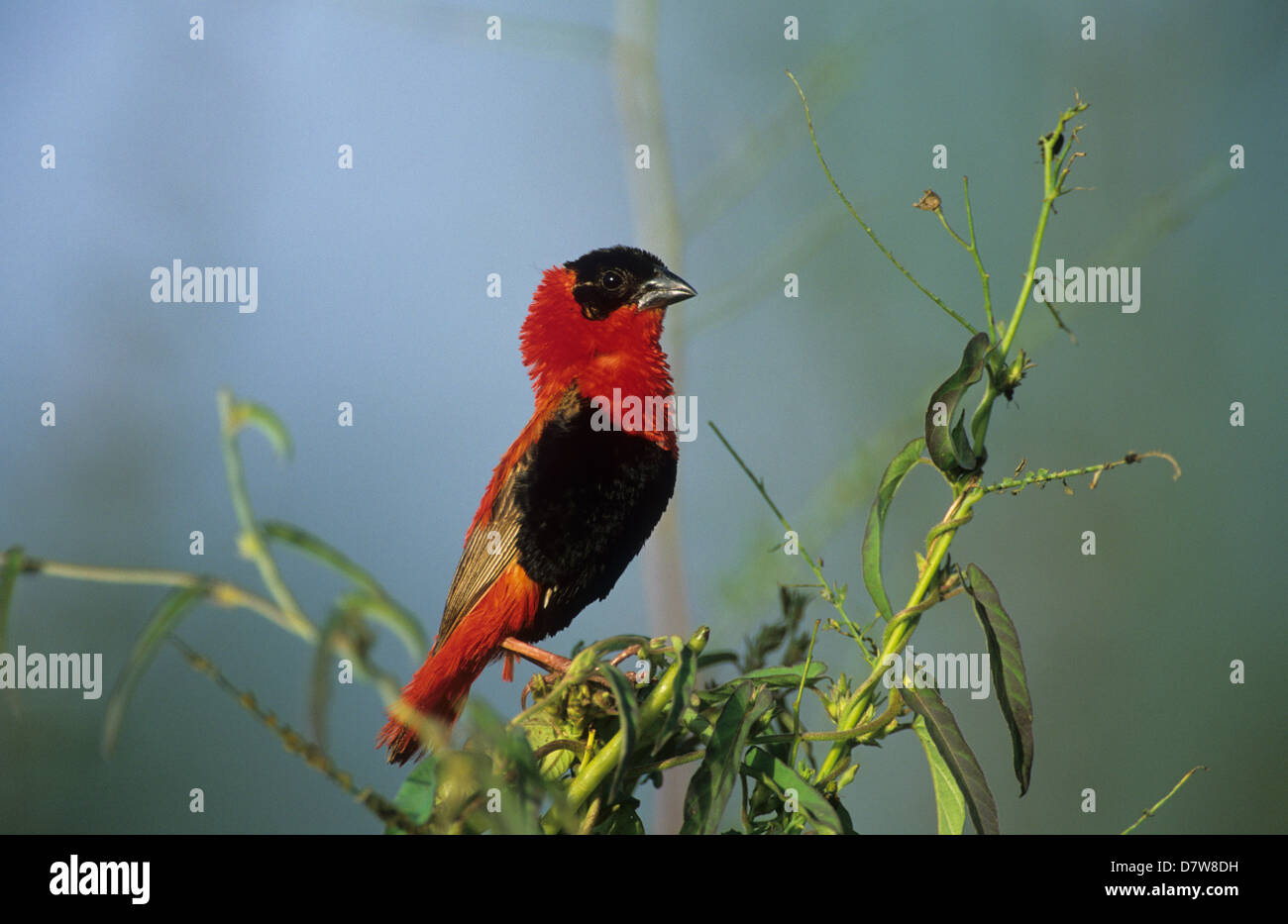 NORTHERN RED BISHOP (Euplectes franciscanus) male in breeding plumage ...