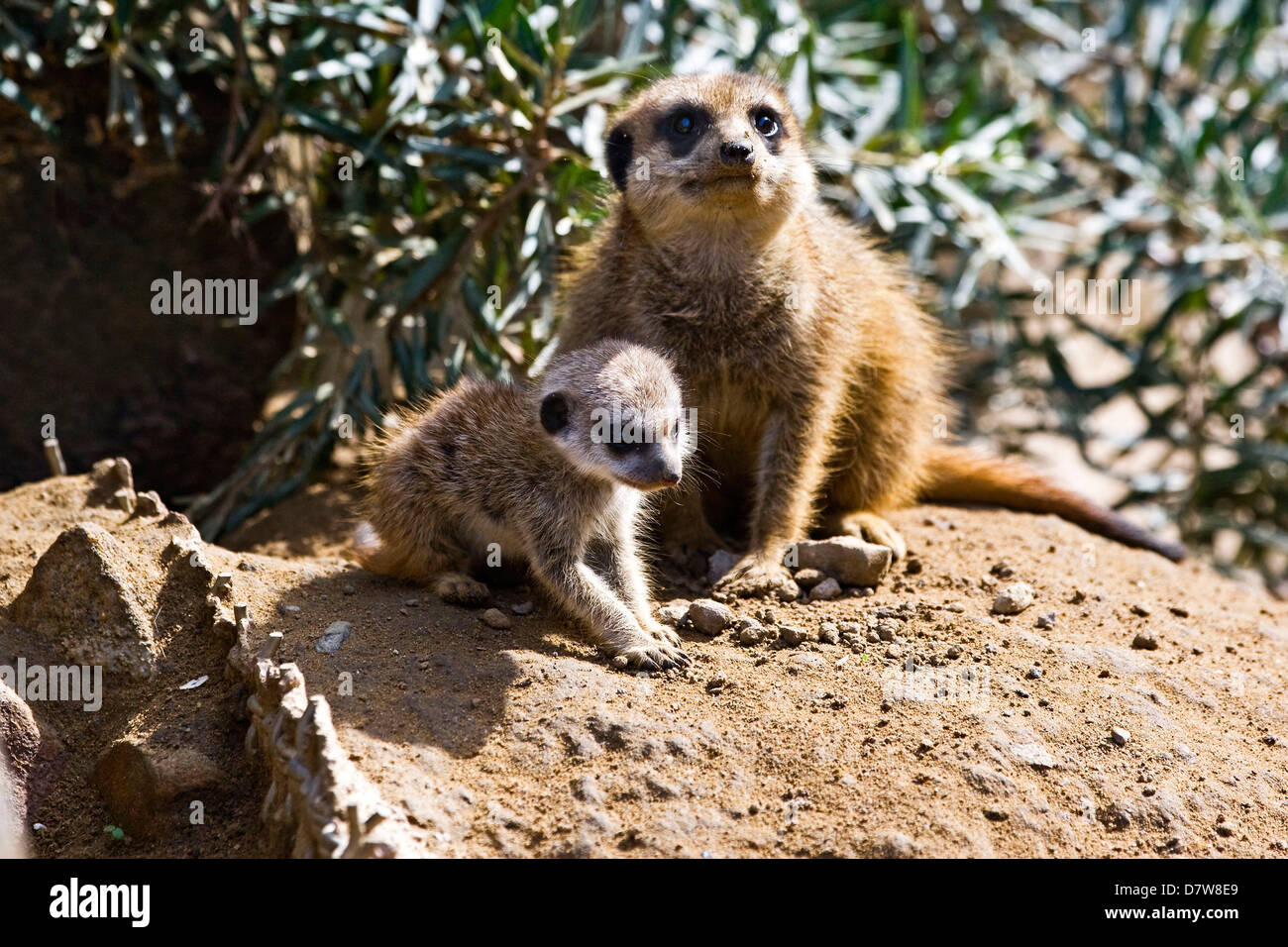 Suricats hi-res stock photography and images - Alamy