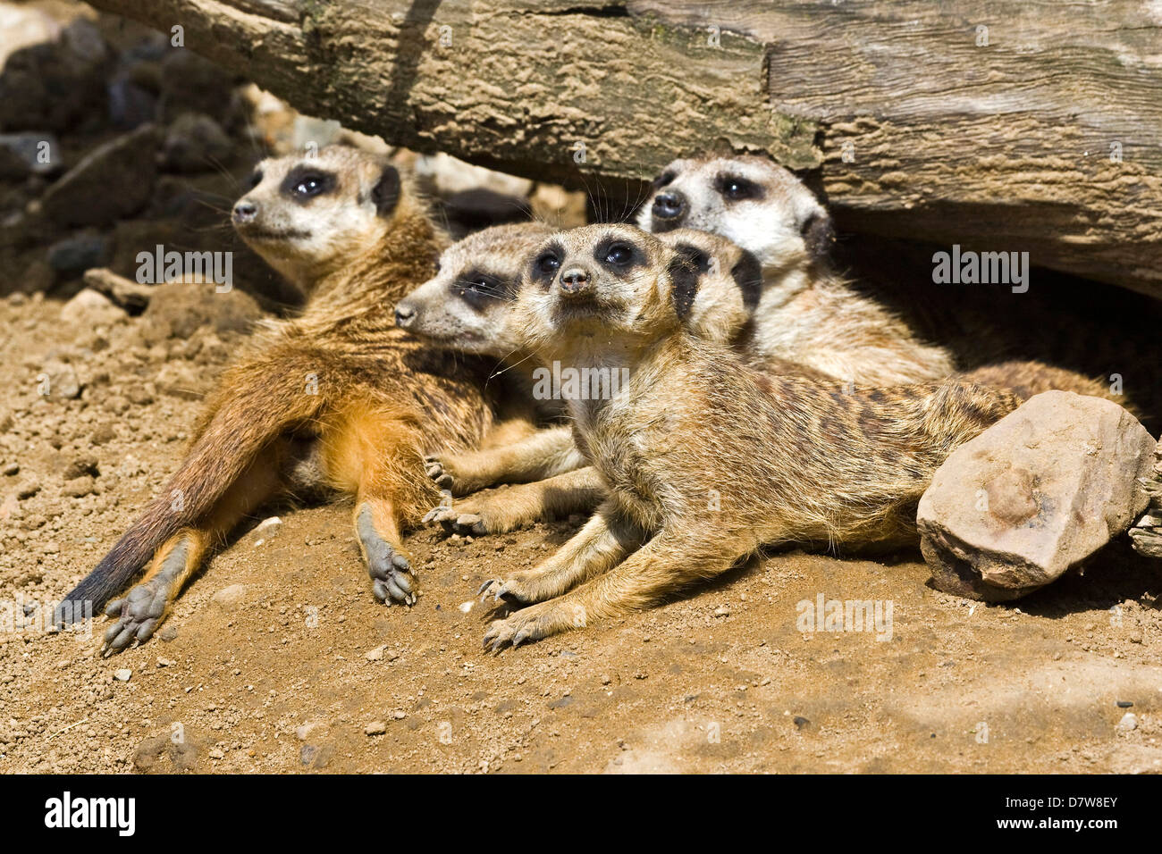 Suricats hi-res stock photography and images - Alamy