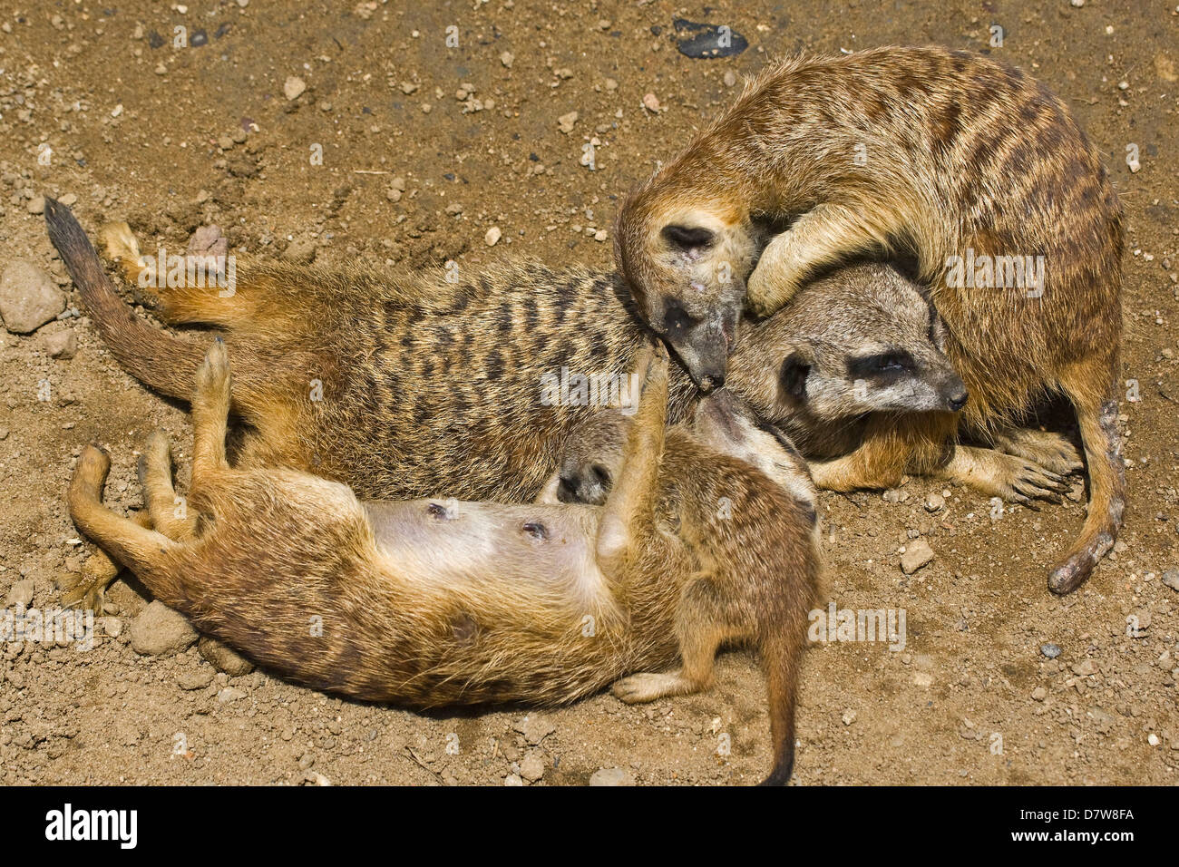 Suricats hi-res stock photography and images - Alamy
