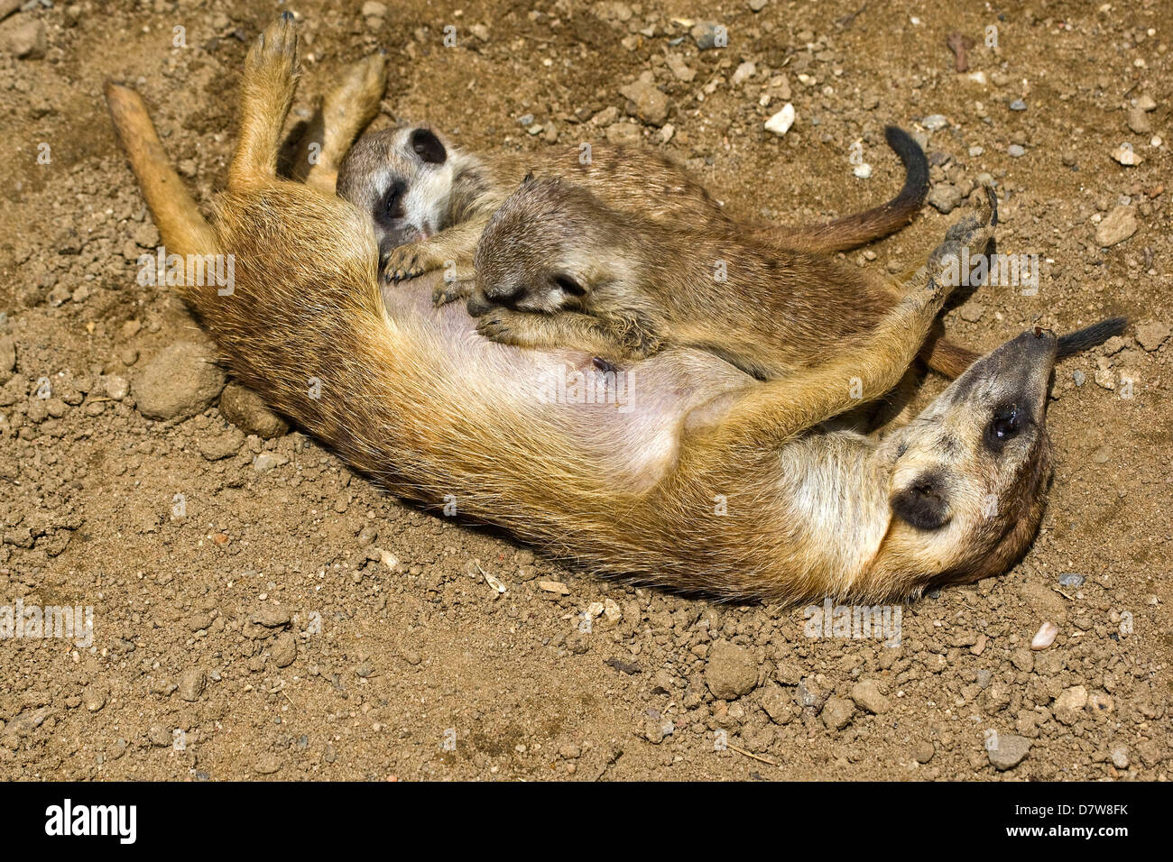 Meerkat drinking hi-res stock photography and images - Alamy