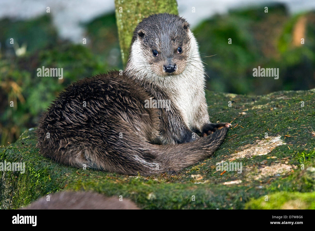 Otters by river hi-res stock photography and images - Alamy