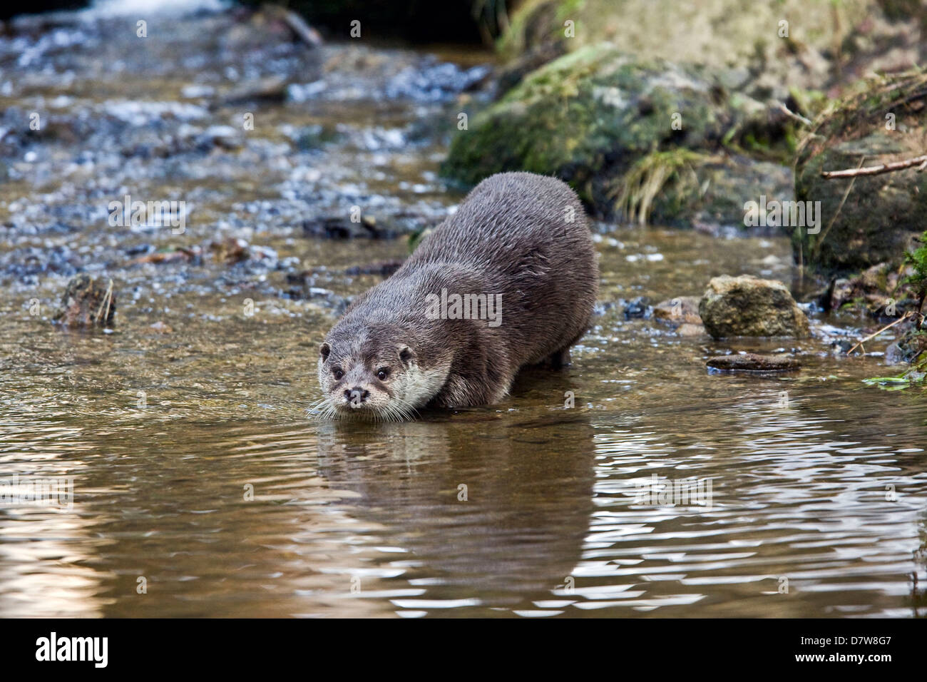 Otters bathing hi-res stock photography and images - Alamy