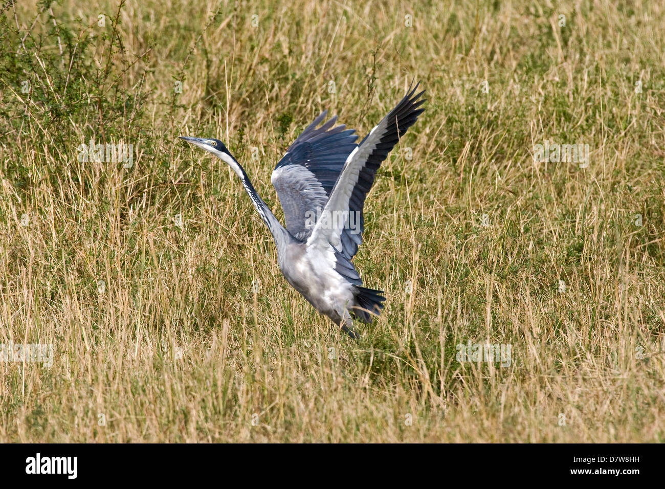 Goliath heron flight hi-res stock photography and images - Alamy