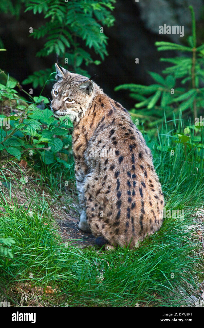 Lynx lynxes adult hi-res stock photography and images - Alamy
