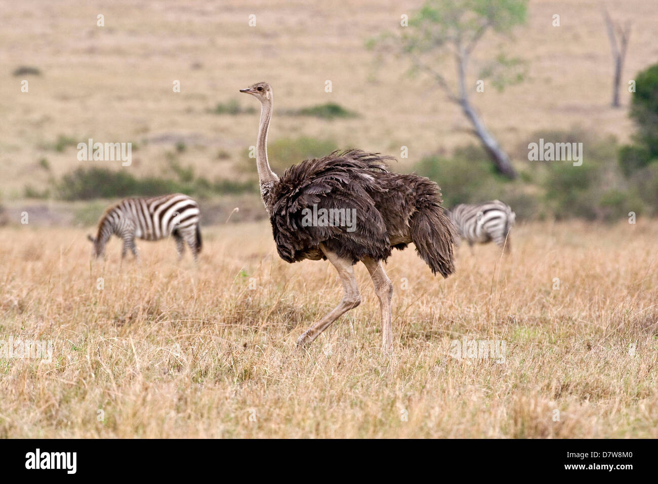 Zebras ostrich hi-res stock photography and images - Alamy