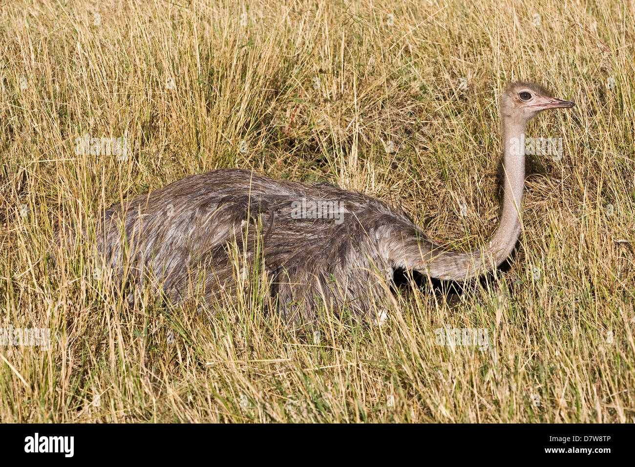 Ostrich lying hi-res stock photography and images - Alamy