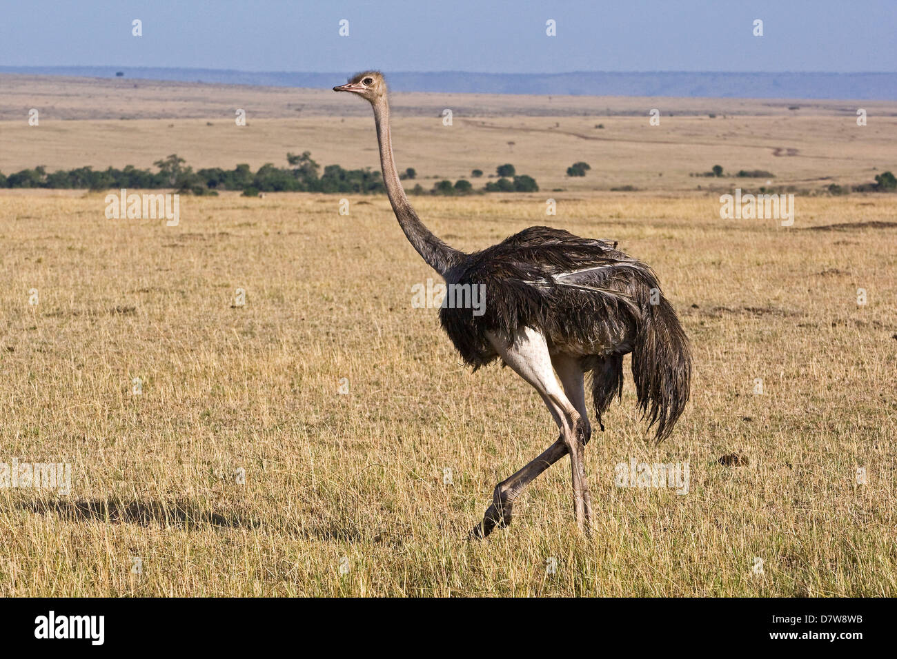 Ostrich walks hi-res stock photography and images - Alamy