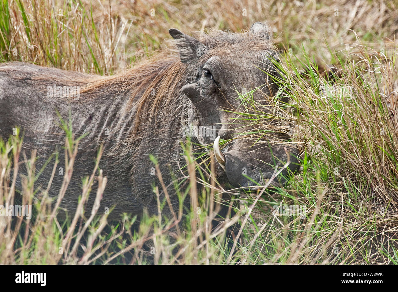 Warthogs wart hog hi-res stock photography and images - Alamy