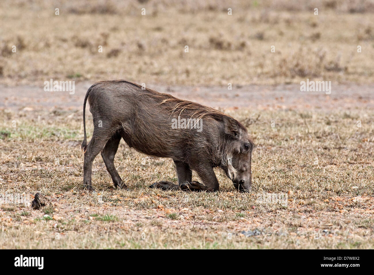 Warthog profile hi-res stock photography and images - Alamy