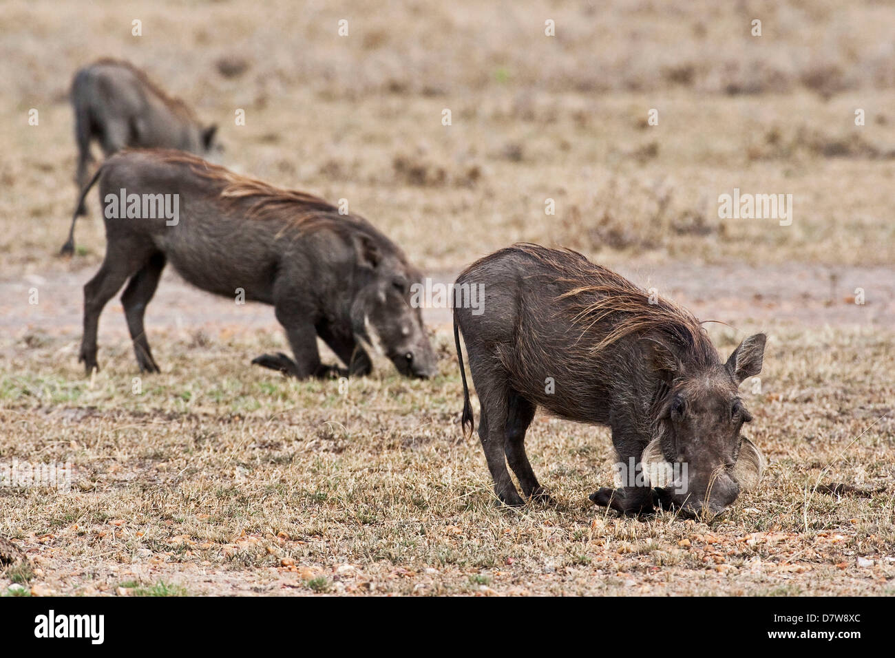 Adult warthogs hi-res stock photography and images - Alamy
