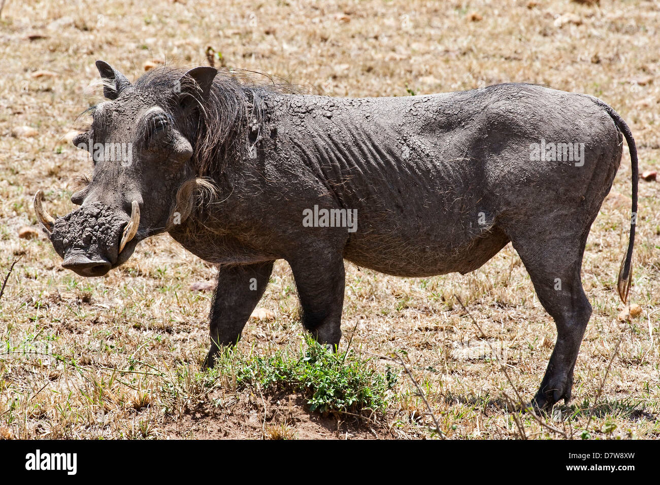 Wart hogs hi-res stock photography and images - Alamy