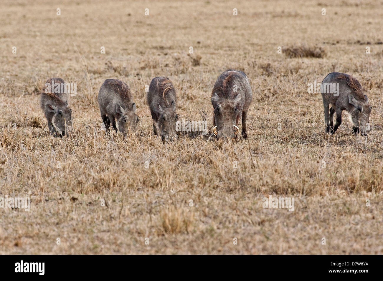 Warthog behavior hi-res stock photography and images - Alamy