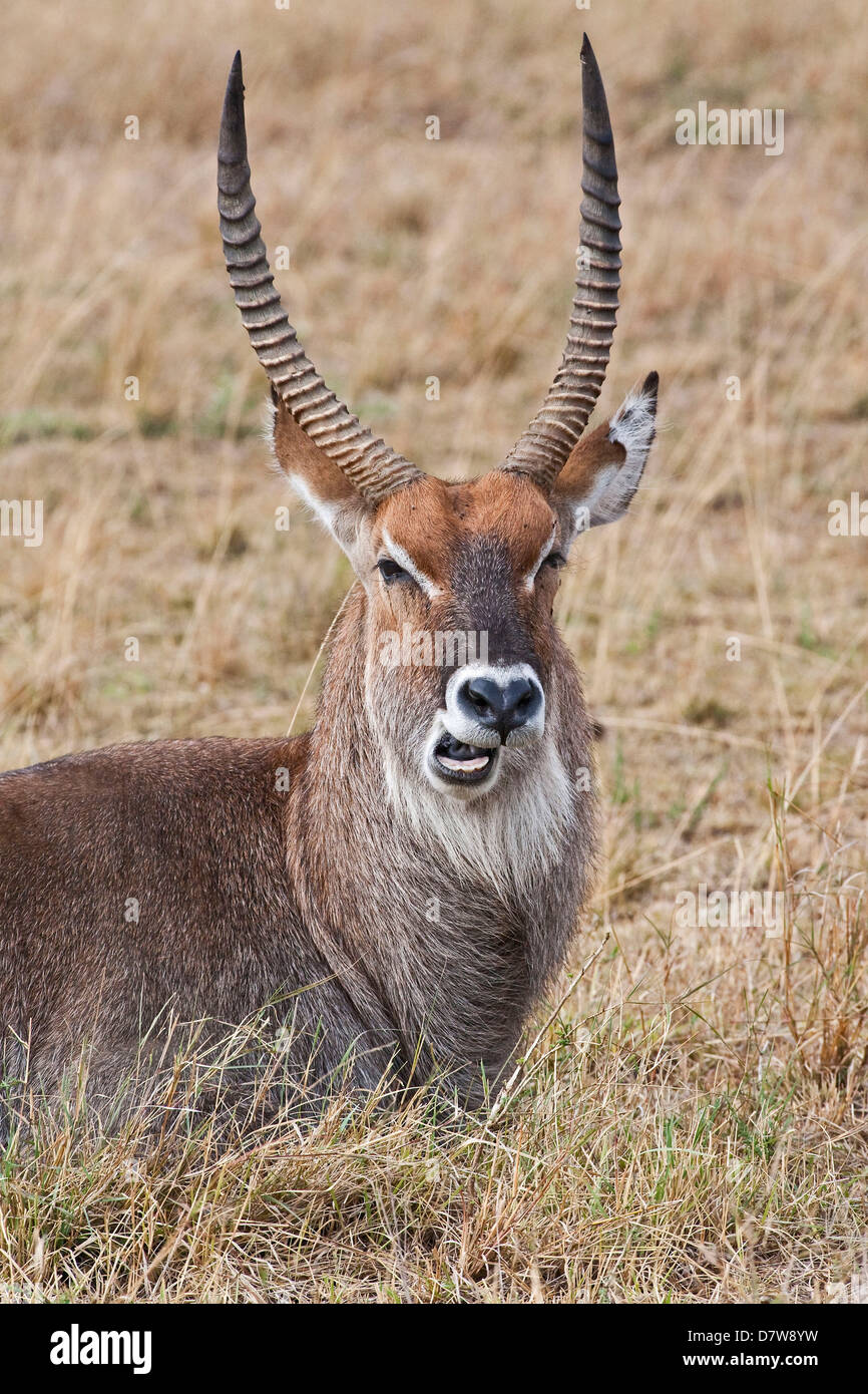 Common waterbucks hi-res stock photography and images - Alamy