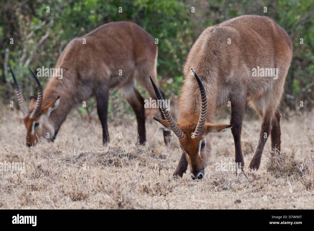 Common waterbucks hi-res stock photography and images - Alamy