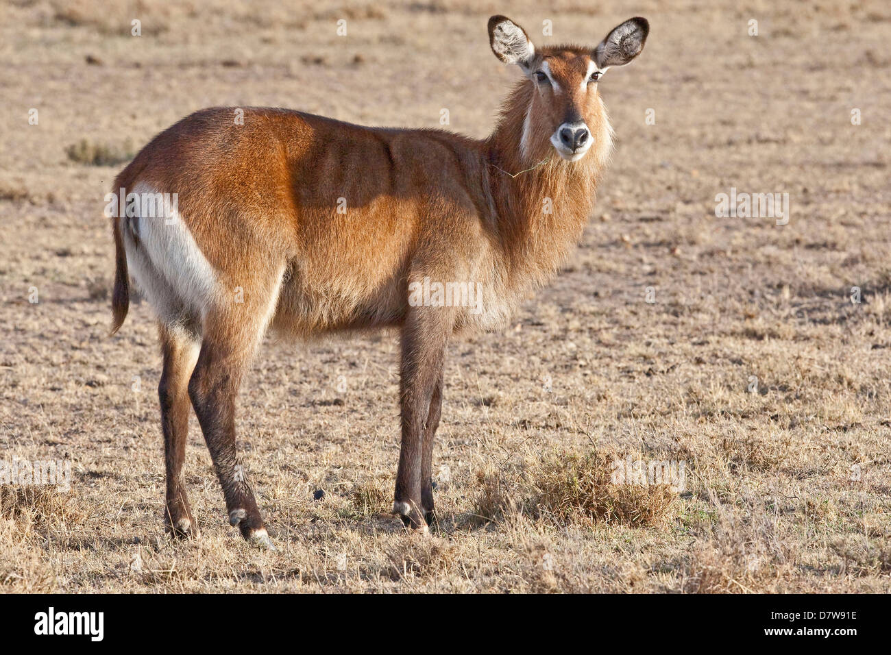 One common waterbuck hi-res stock photography and images - Alamy