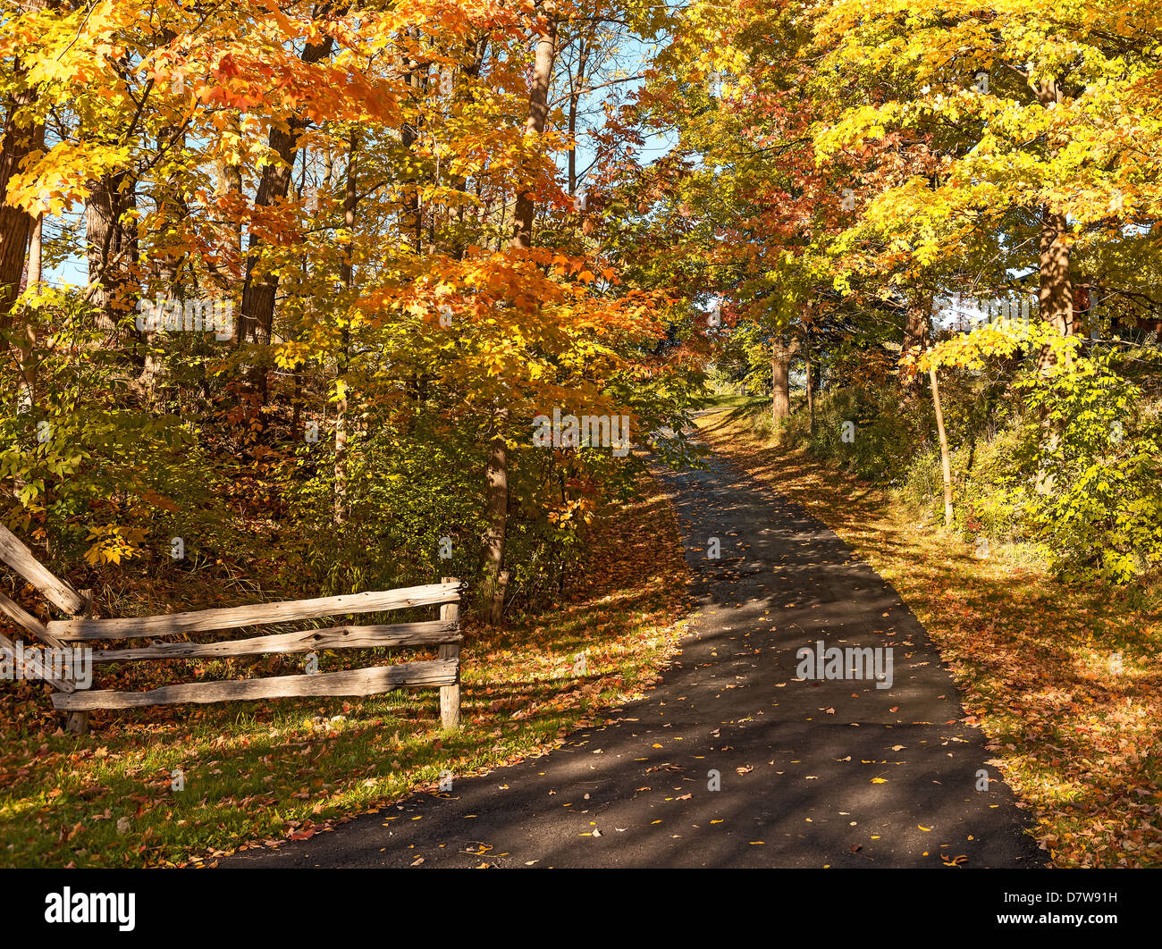 Vibrant leaves fall colors Stock Photo - Alamy
