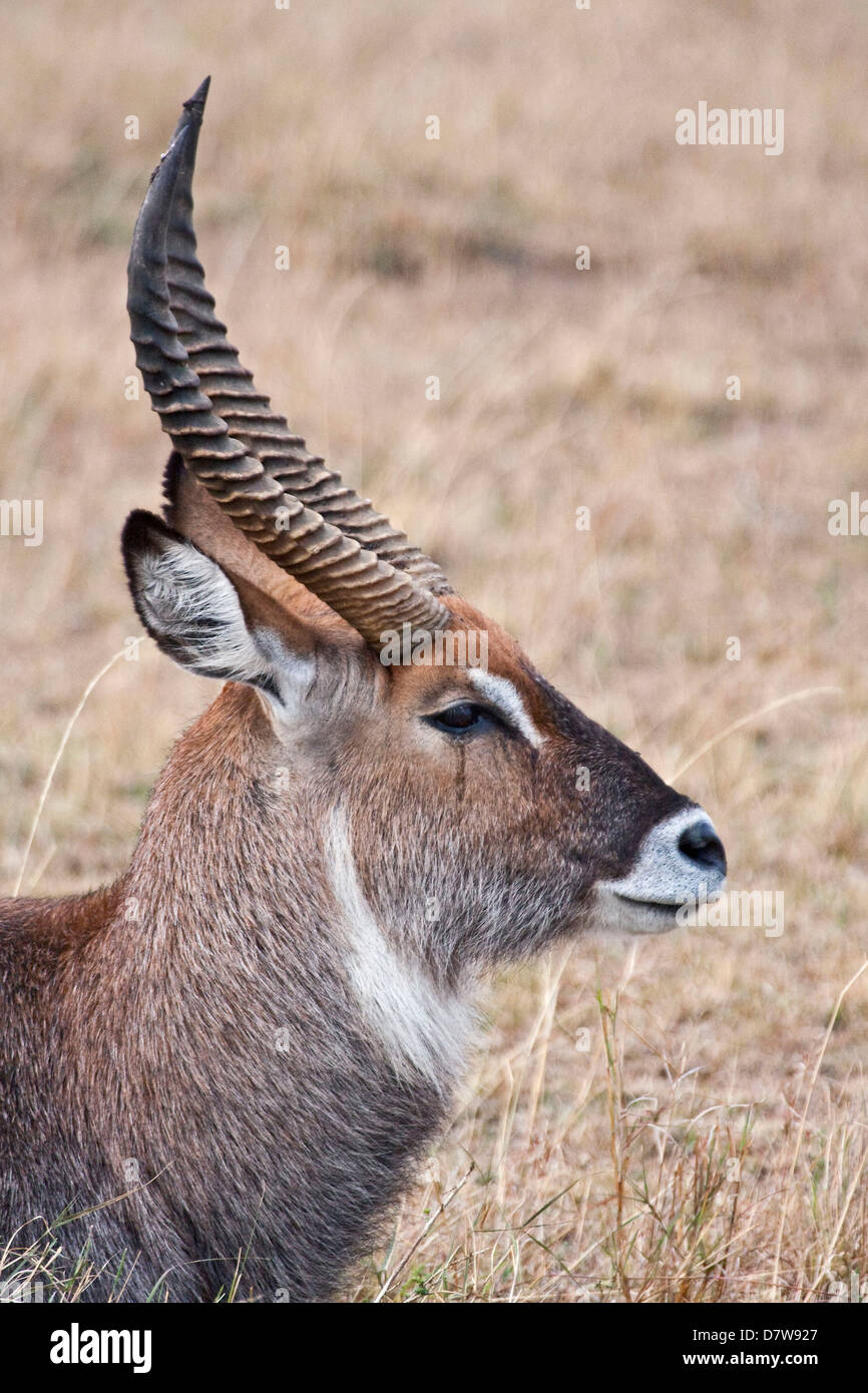 One common waterbuck hi-res stock photography and images - Alamy