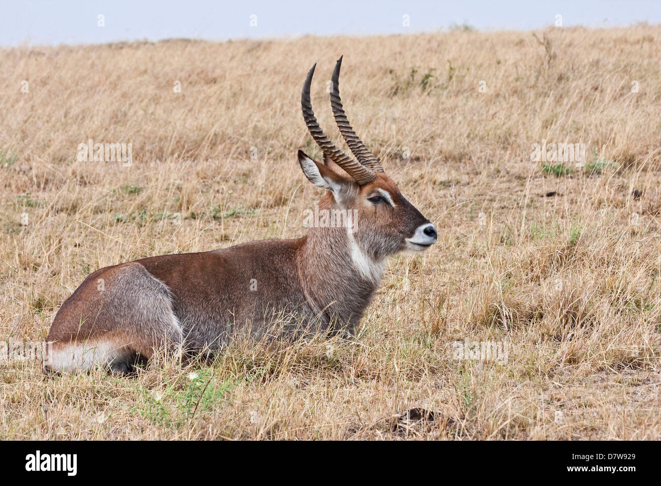 One common waterbuck hi-res stock photography and images - Alamy