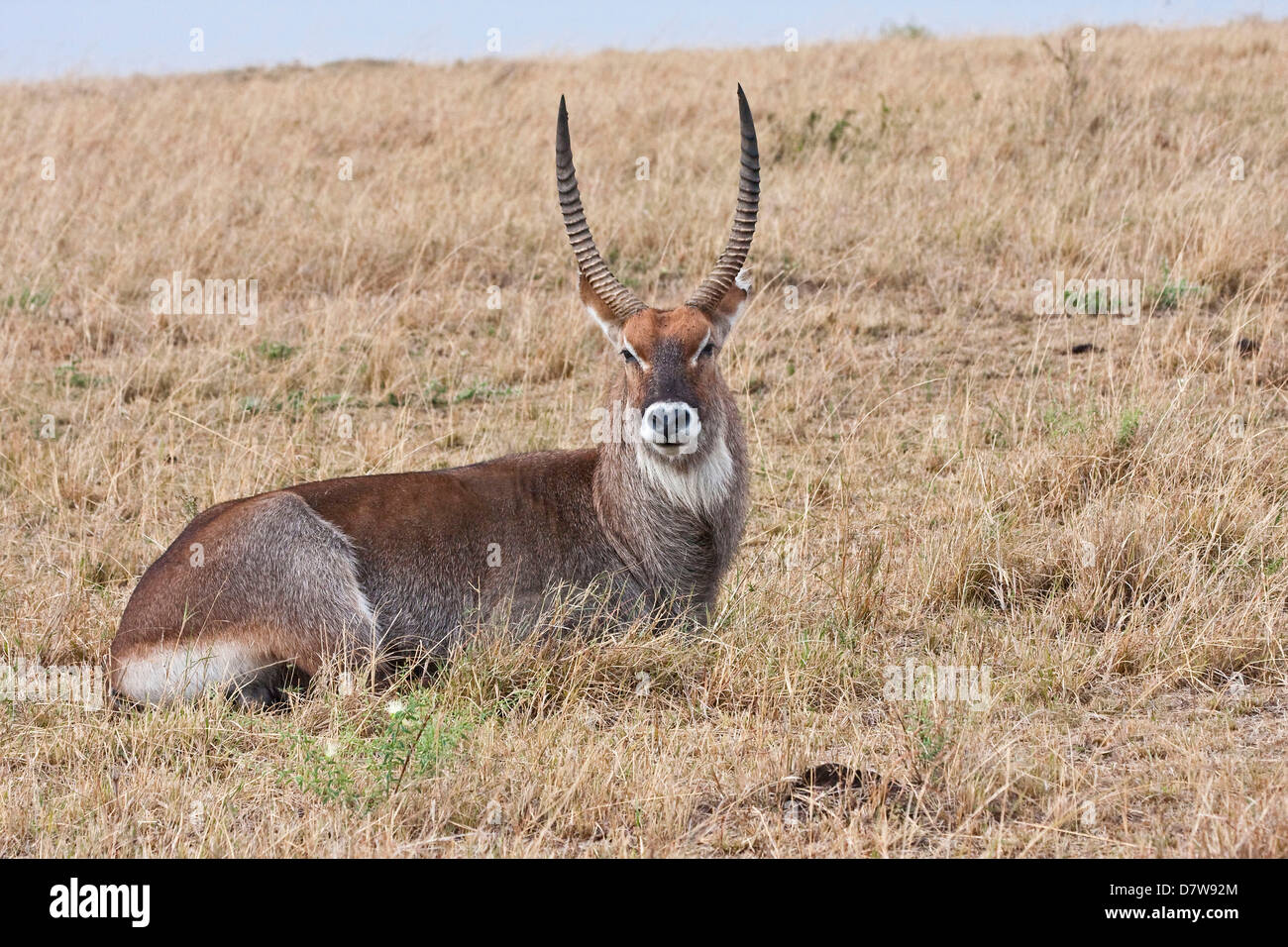 Common waterbucks hi-res stock photography and images - Alamy