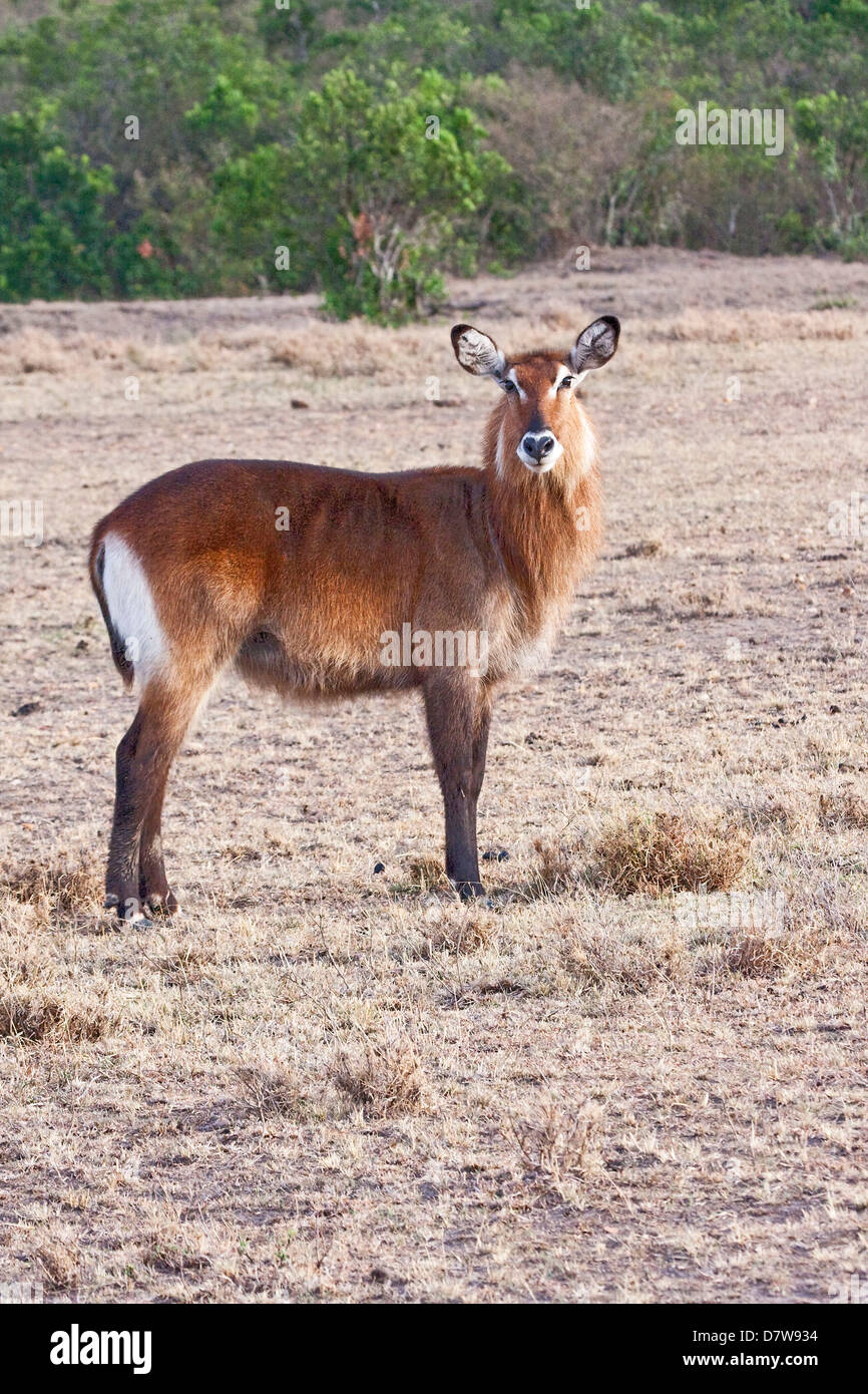 Common waterbucks hi-res stock photography and images - Alamy