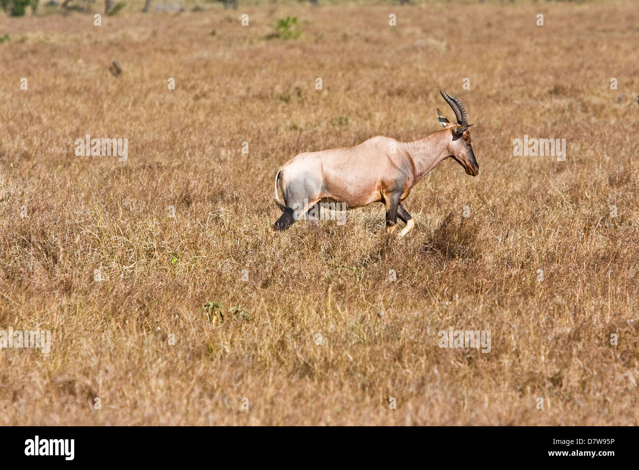 Common tsessebe hi-res stock photography and images - Alamy
