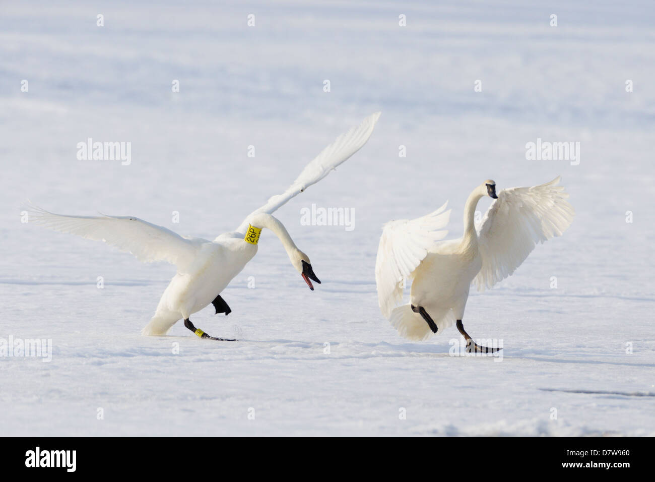 A banded Trumpeter Swan (Cygnus buccinator) in the wild attacks a rival ...