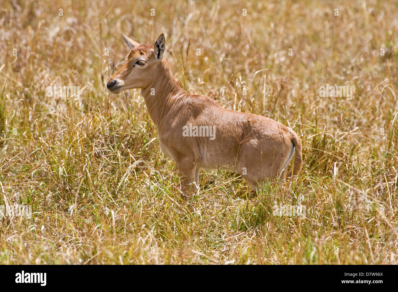 Young tsessebe hi-res stock photography and images - Alamy