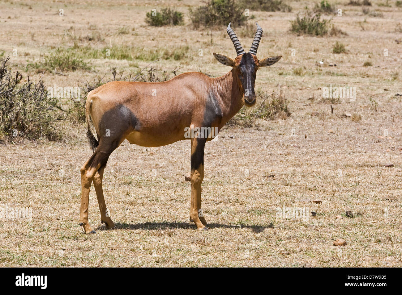 Common tsessebe hi-res stock photography and images - Alamy