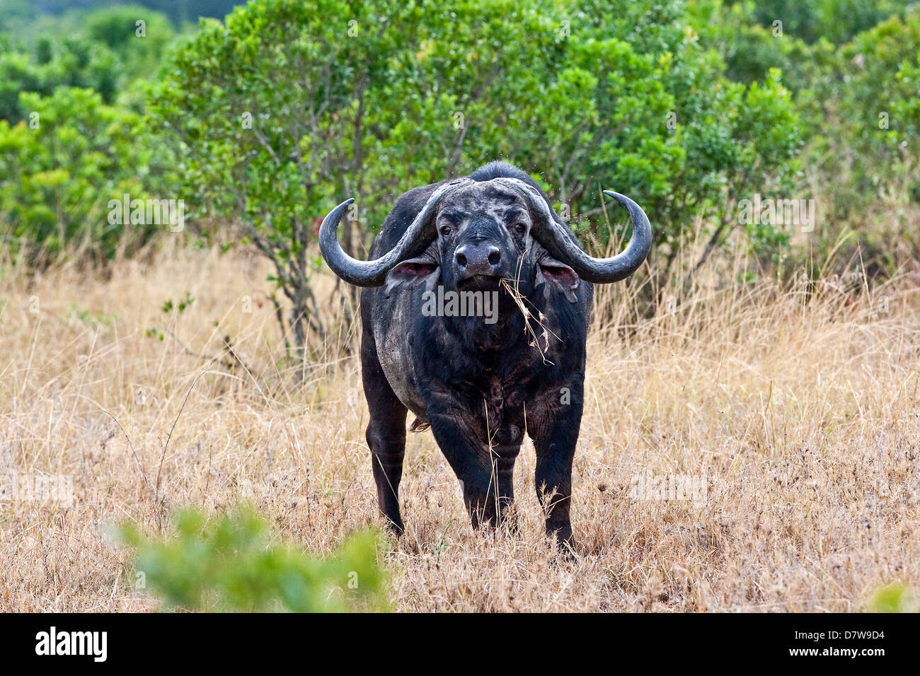 African cape buffalo Stock Photo - Alamy