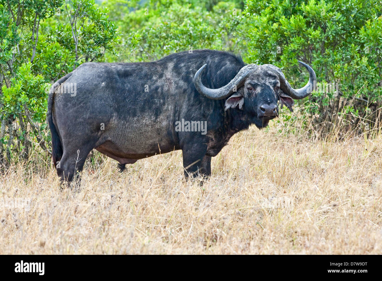 Buffelo High Resolution Stock Photography and Images - Alamy