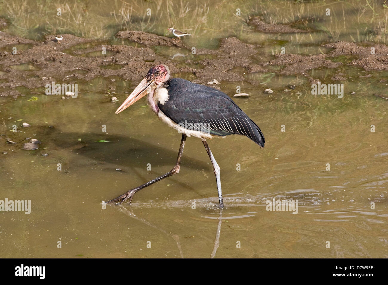 Marabou Stork Walking High Resolution Stock Photography and Images - Alamy