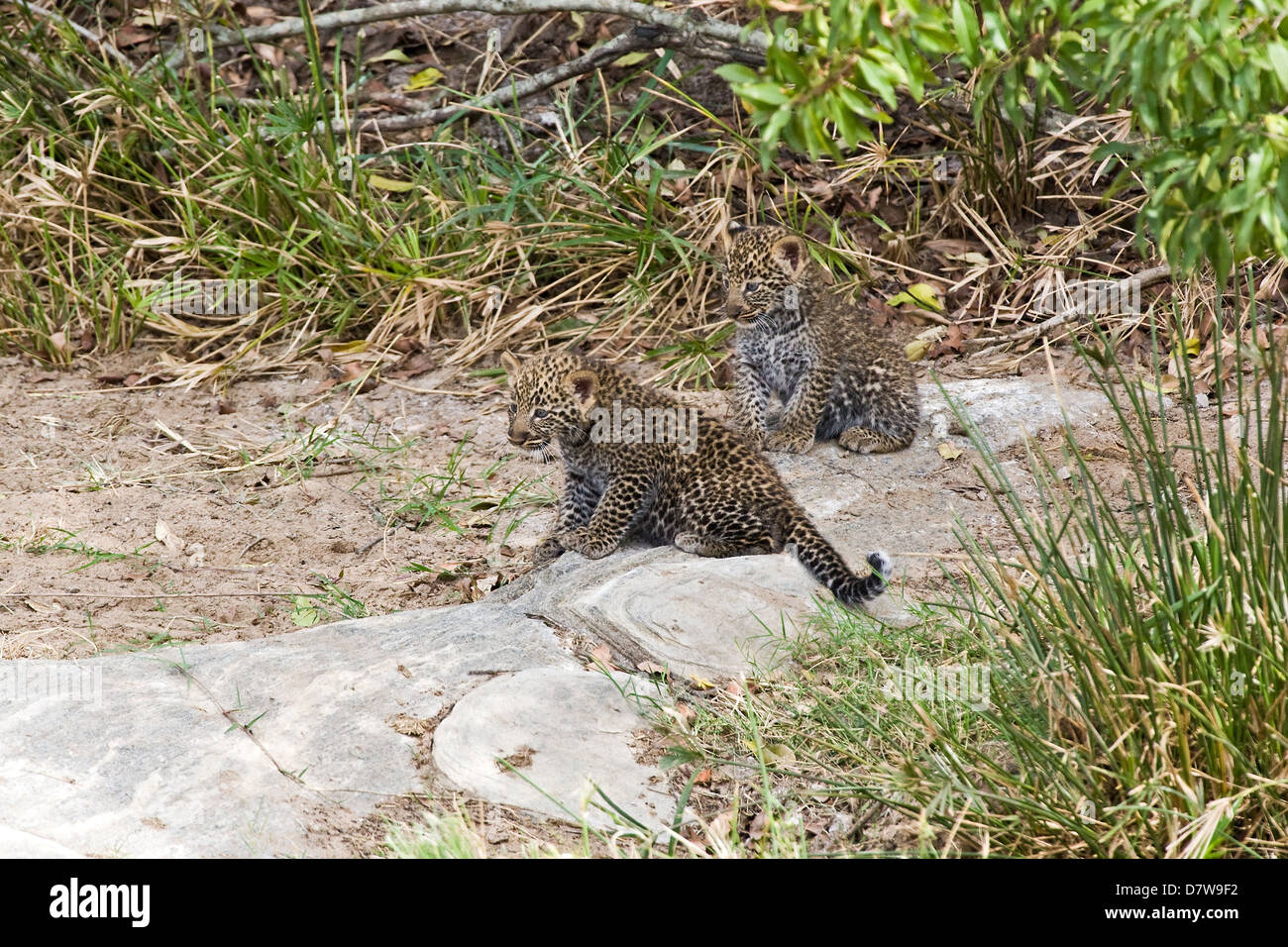 Young leopards hi-res stock photography and images - Alamy