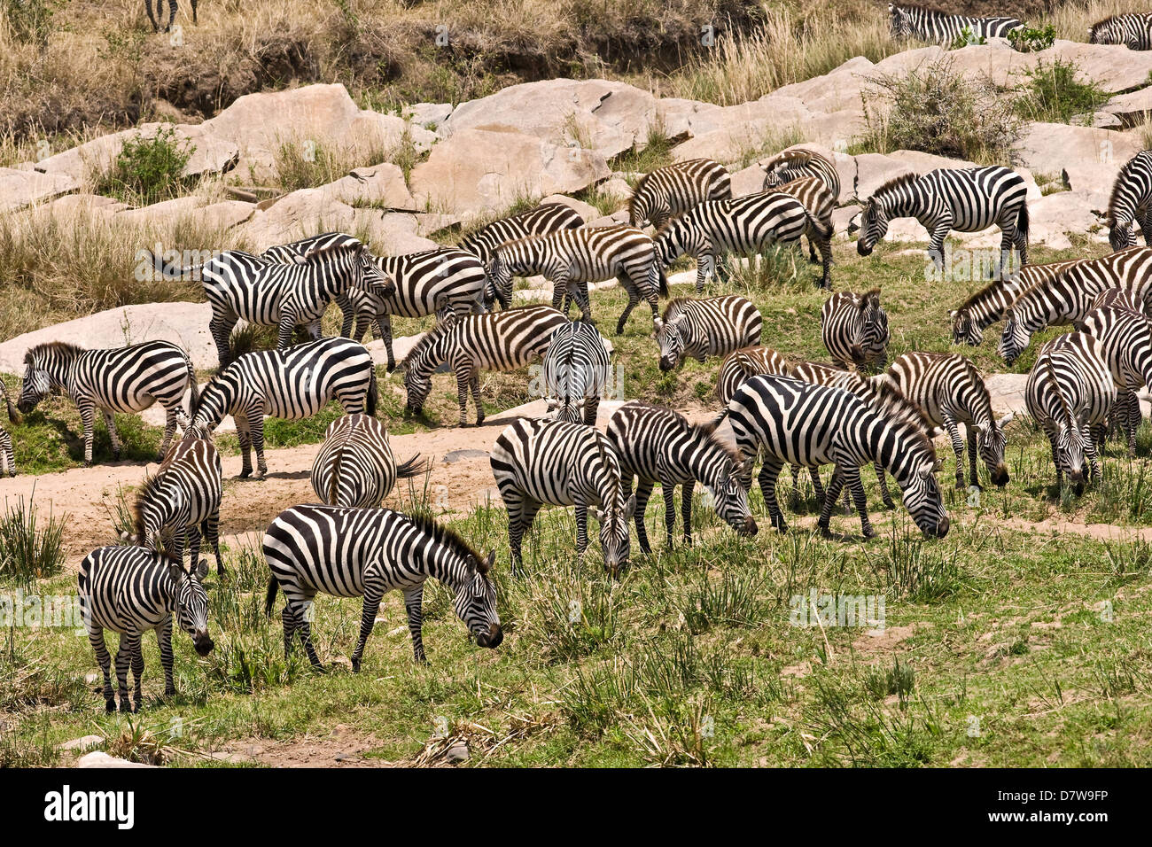 Grazing herd of zebras hi-res stock photography and images - Alamy