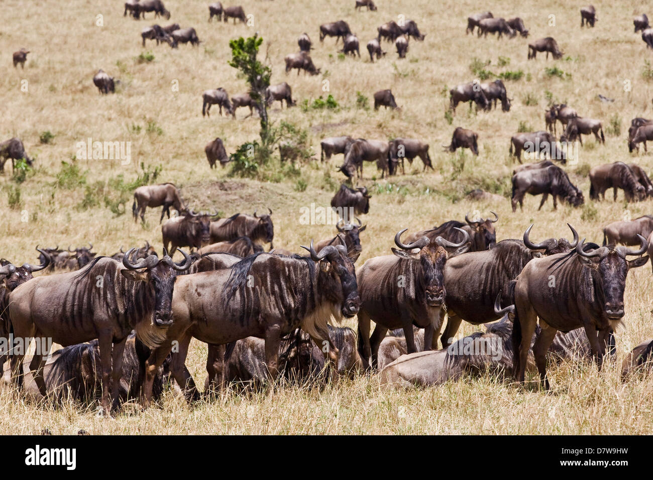 Laying wildebeest hi-res stock photography and images - Alamy