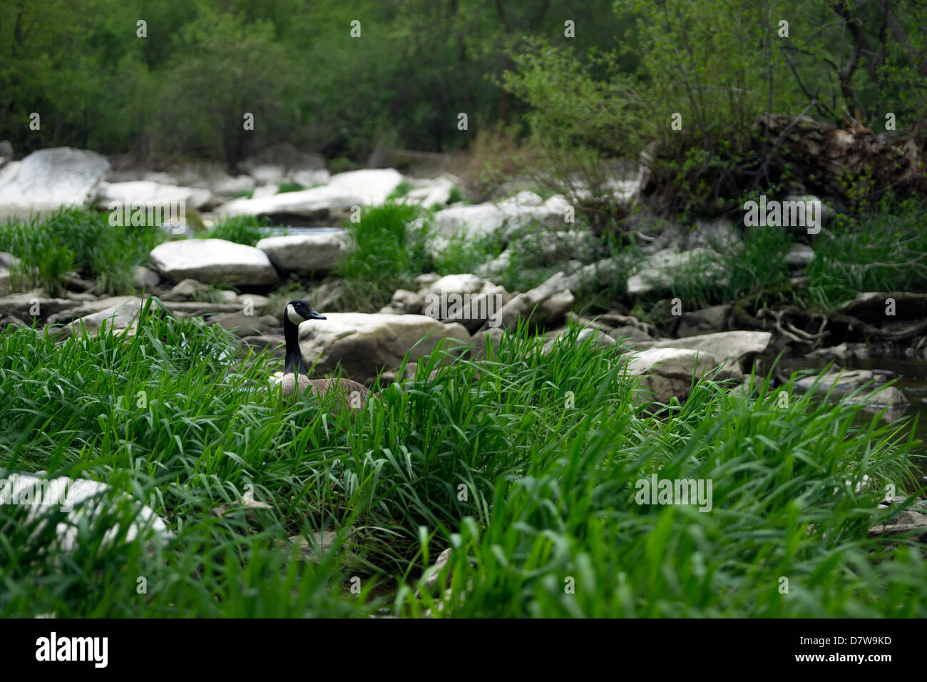 A lone Canadian Goose Sticks its head up above the tall grass Stock ...