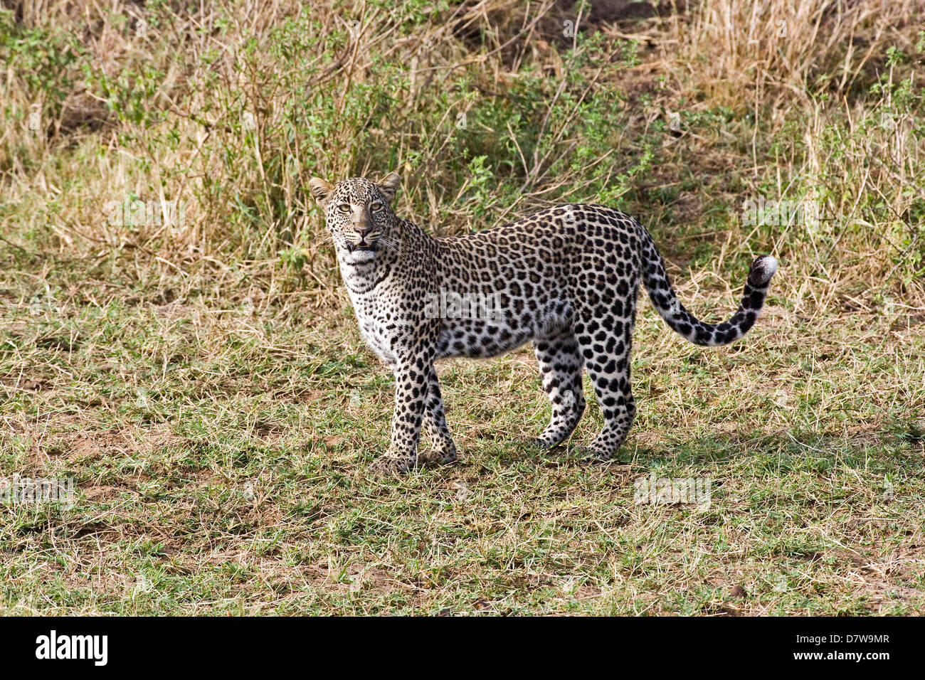 Leopard hunting prey hi-res stock photography and images - Alamy