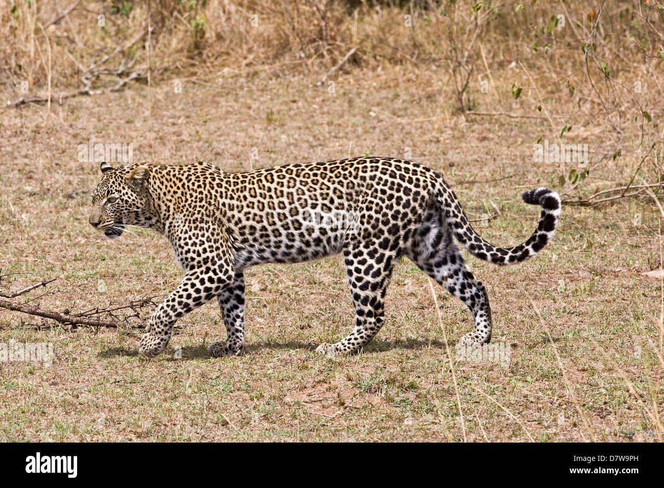 Leopard panthera pardus going walk hi-res stock photography and images ...