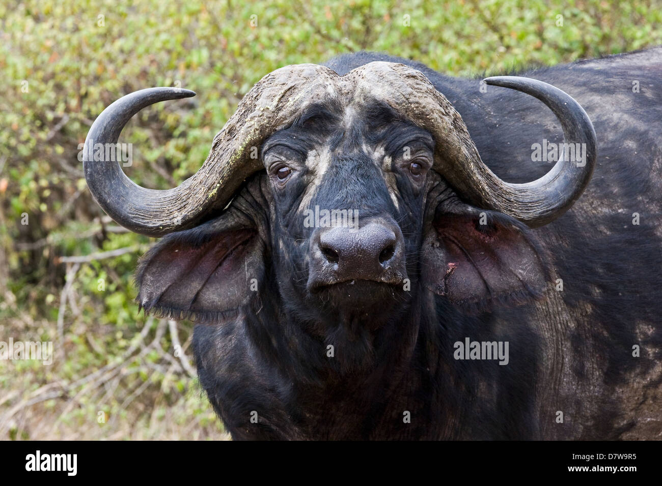 African buffelo hi-res stock photography and images - Alamy