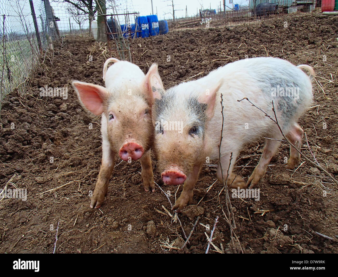 Two cute piggies posing Stock Photo - Alamy