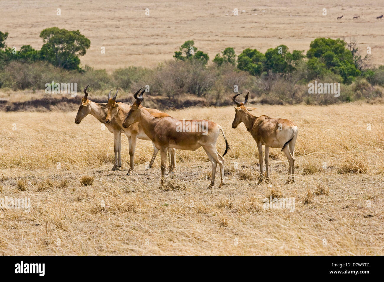 Hartebeest antelopes hi-res stock photography and images - Alamy