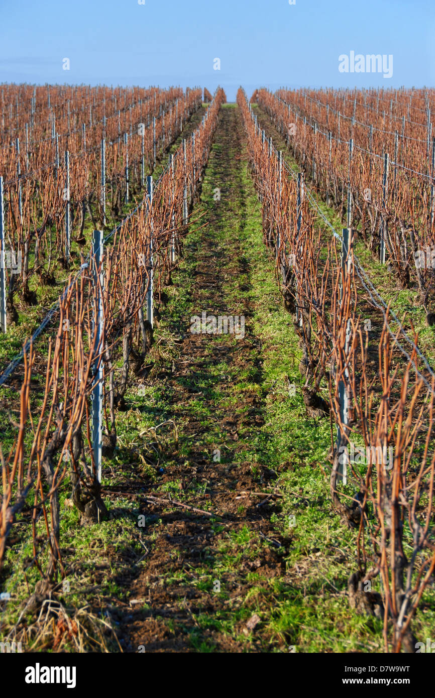 Rows of empty vines in winter, in the Champagne region of France Stock ...