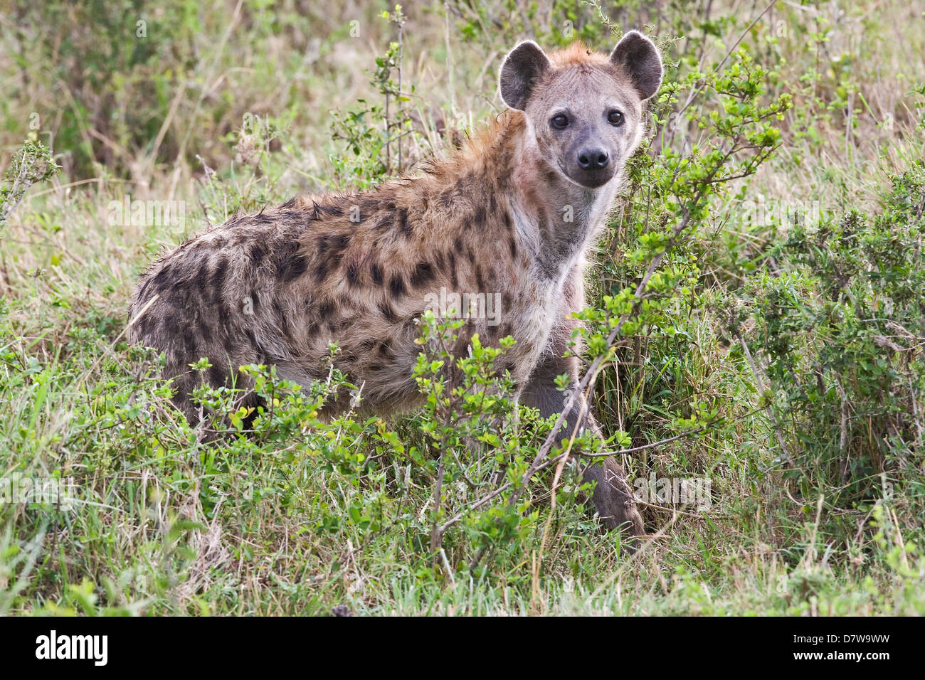 Side view spotted hyena standing hi-res stock photography and images ...