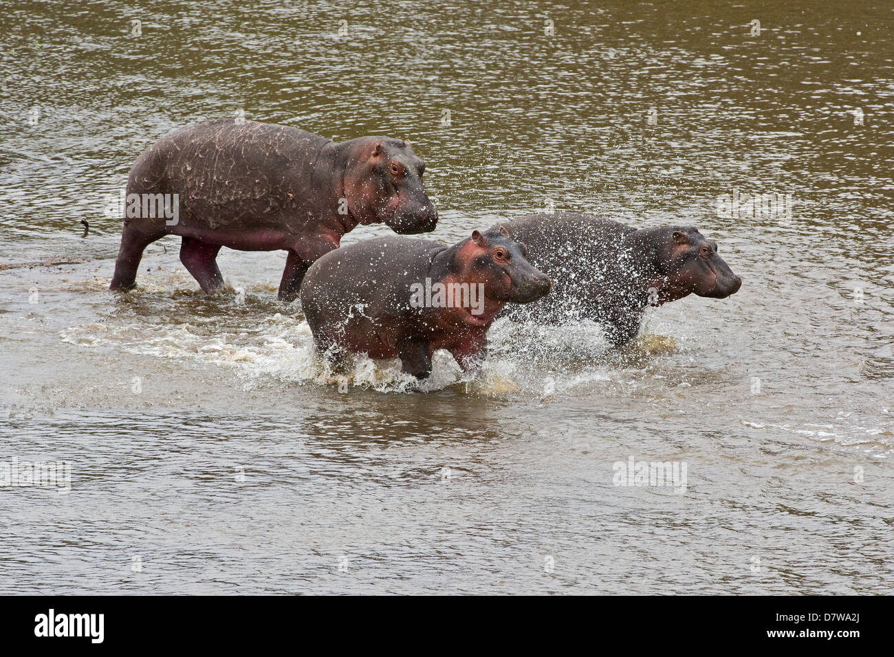 Hippos walking hi-res stock photography and images - Alamy