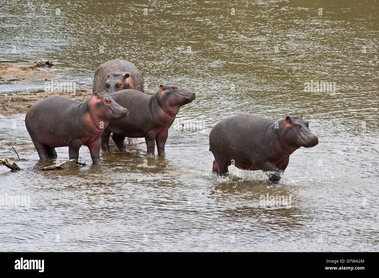 Hippos walking hi-res stock photography and images - Alamy